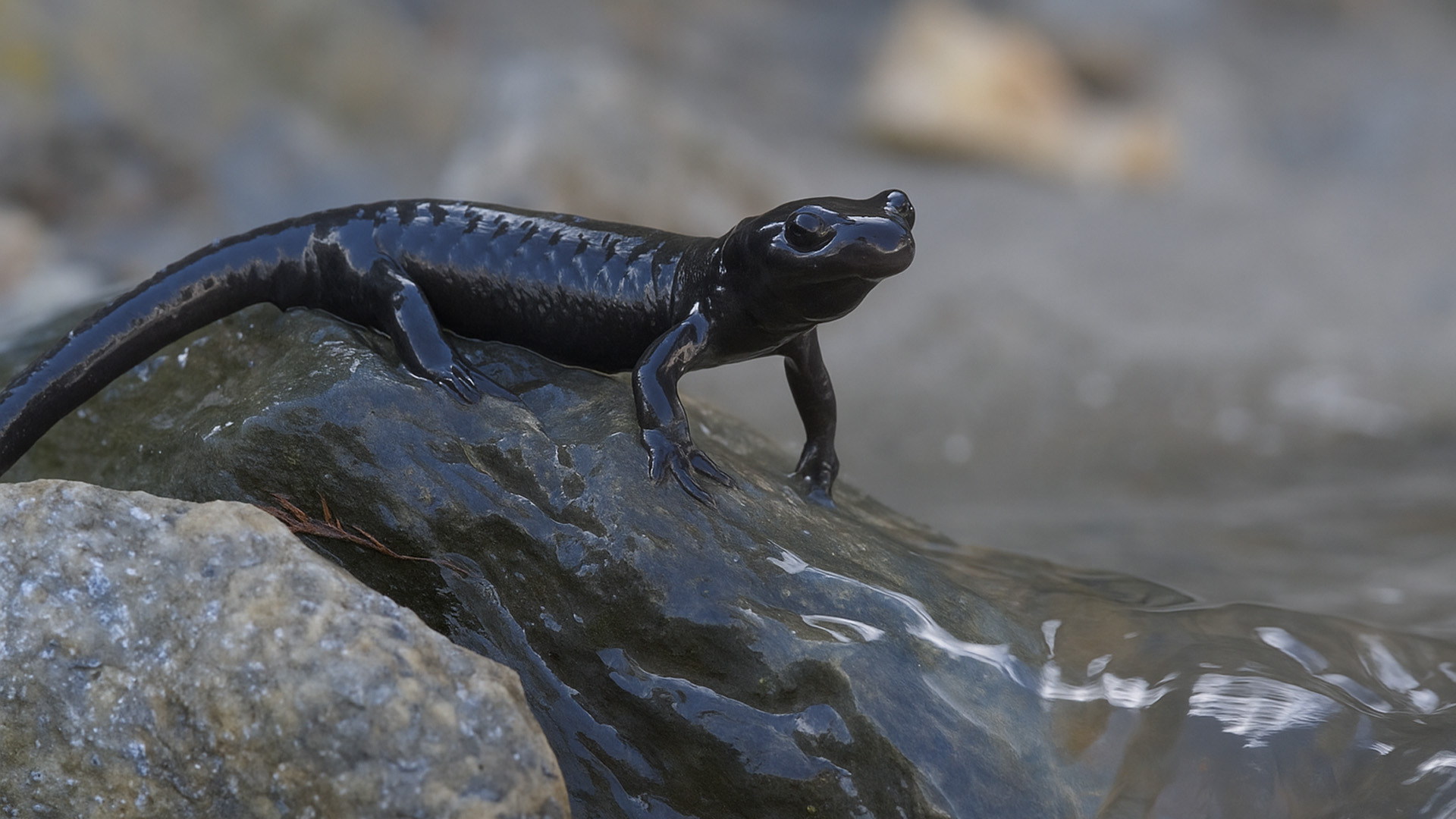 The River’s Dark Secret: Encounter with a Salamander