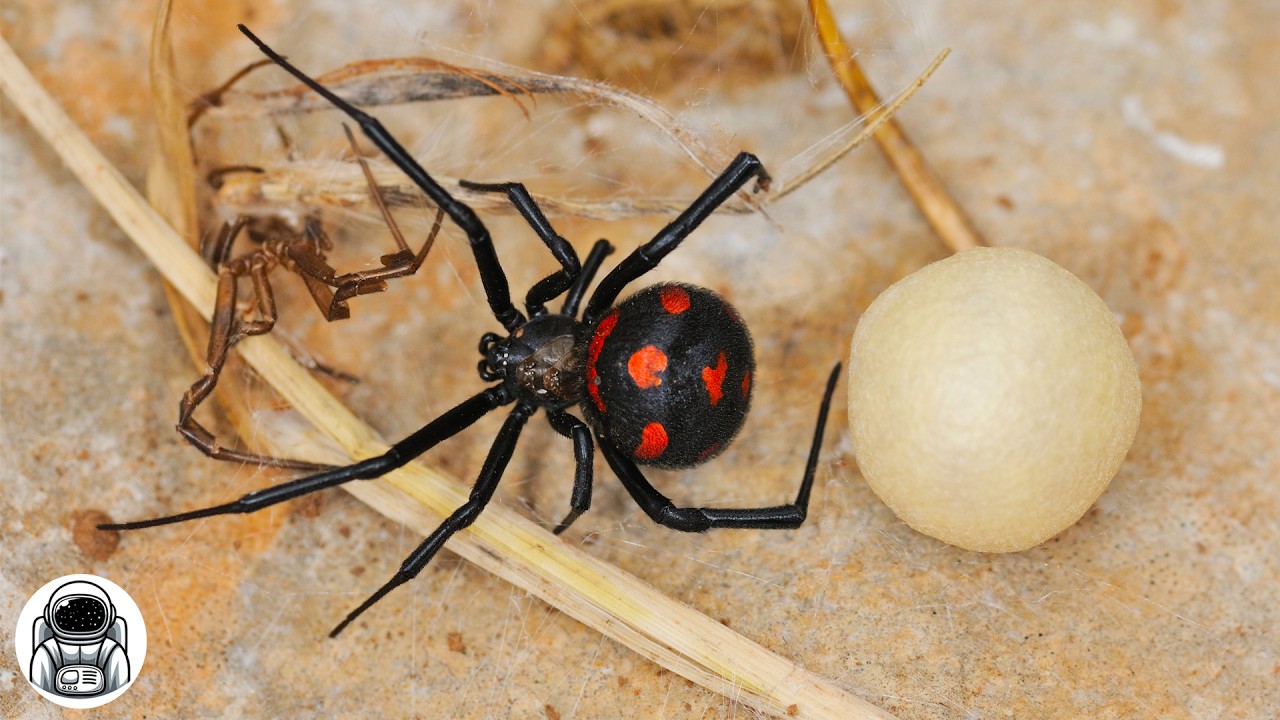 Viuda negra — ¿por qué la temen en todo el mundo?🕷️