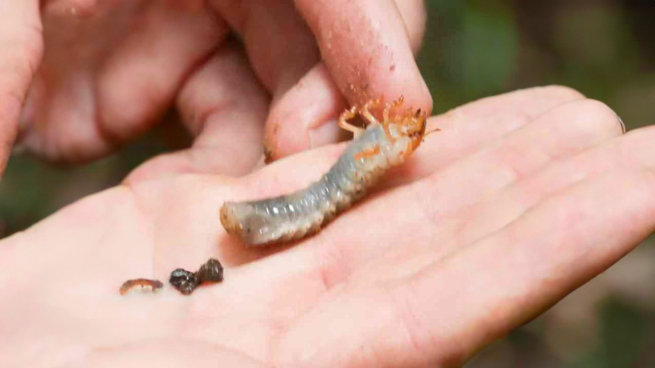 The Giant Grub with a Shocking Secret