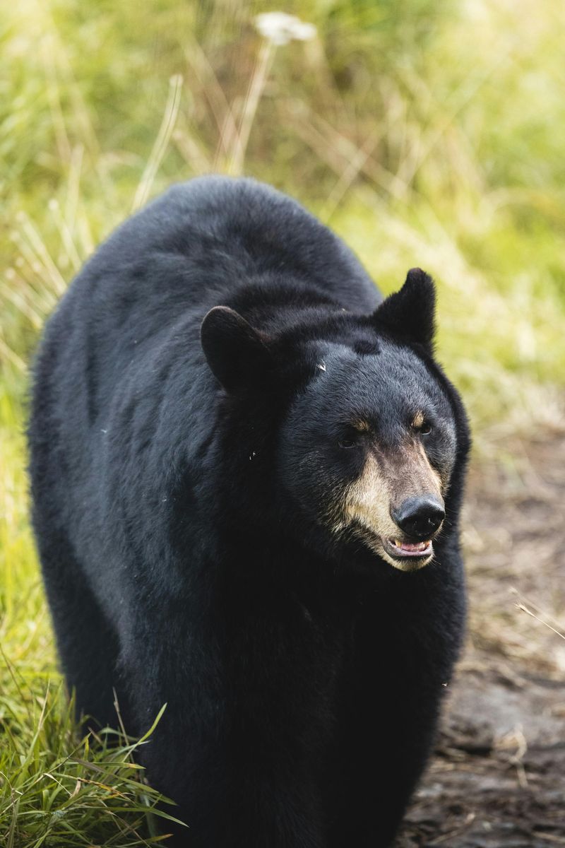 Different Types Of Bears And How To Stay Safe Around One