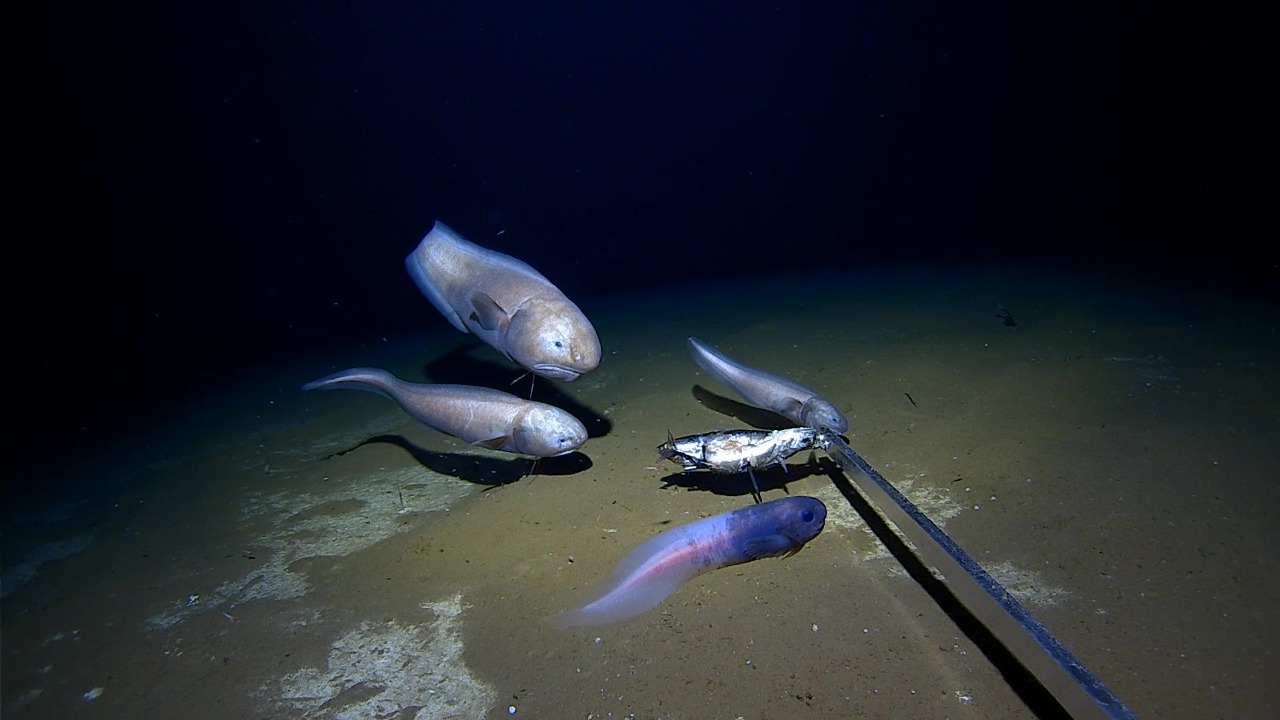 Scientists spot the deepest known creature at 8,336 meters