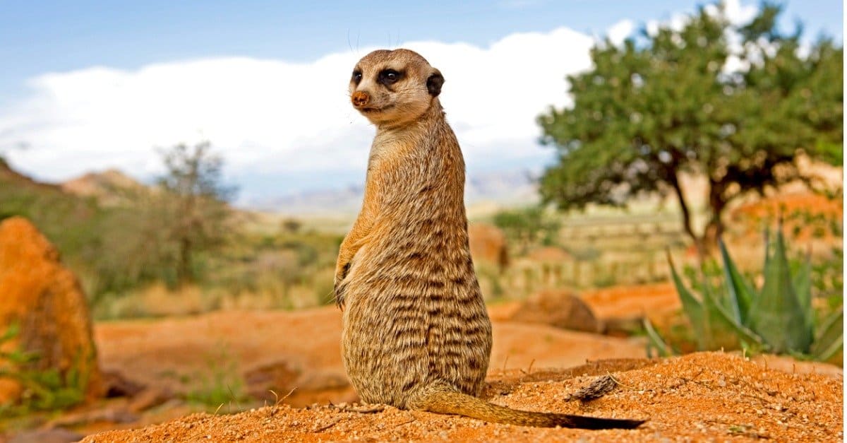 10 Animals That Don’t Sleep Like Us
