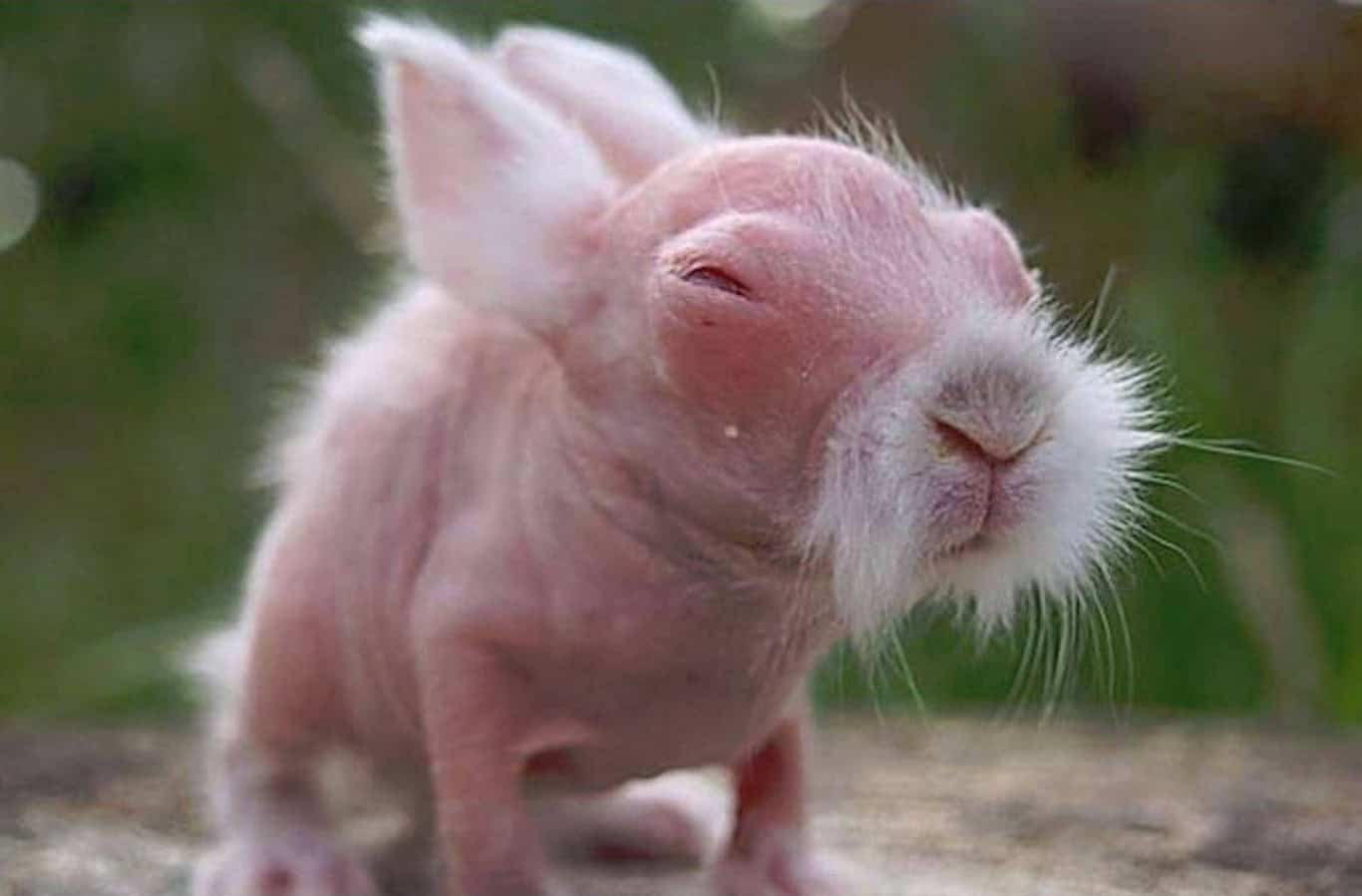 Is This a Baby Rabbit or a Kung Fu Master?