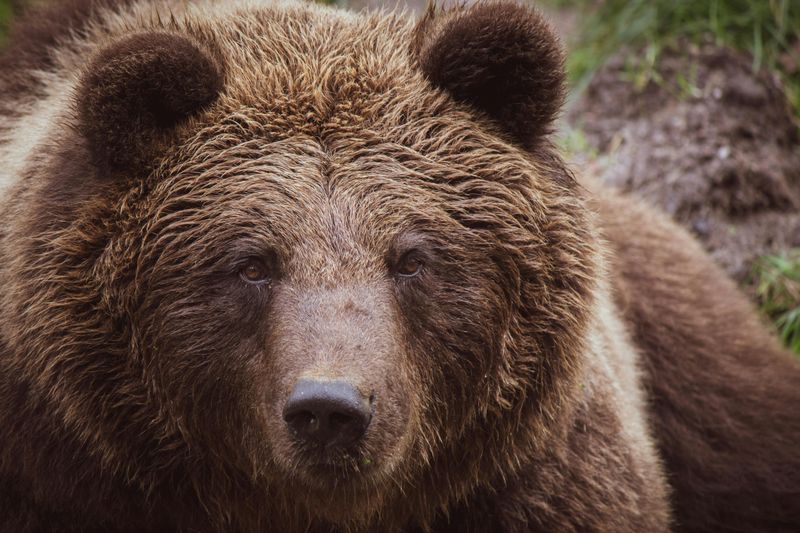 Different Types Of Bears And How To Stay Safe Around One