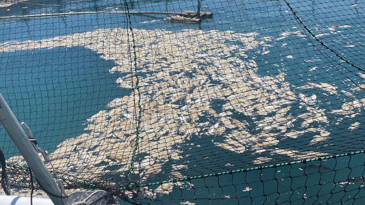 Tassal suffers fish kill at barramundi farm in WA's Cone Bay amid ...