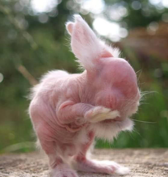 Is This a Baby Rabbit or a Kung Fu Master?