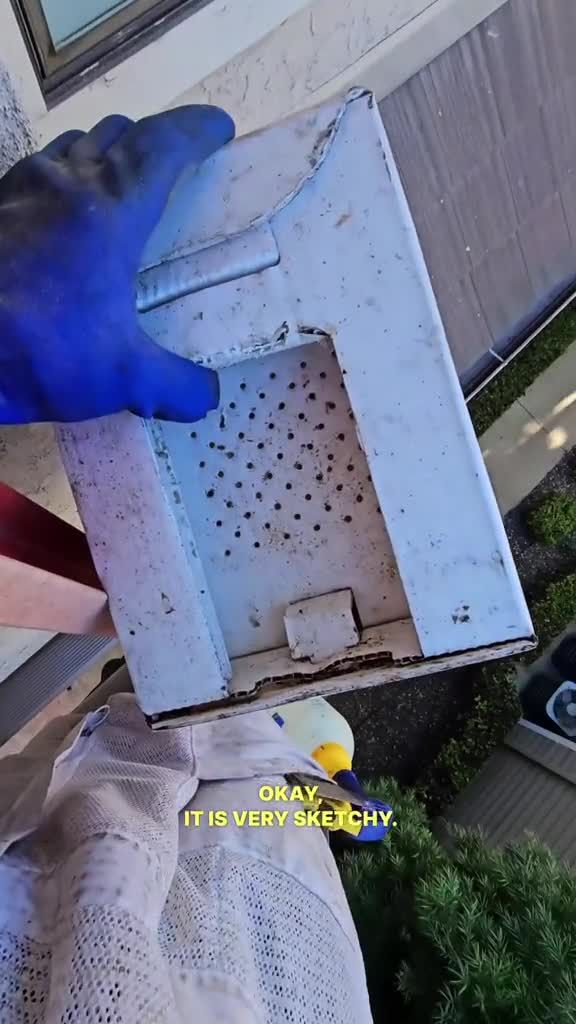 Tackling a Massive Beehive Three Stories Up—Would You Climb This High?