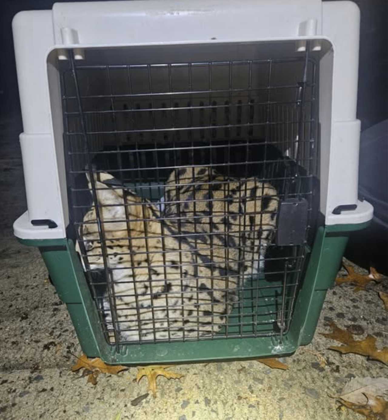Cricket Wildlife Center African Servals Escape In Wind Storm