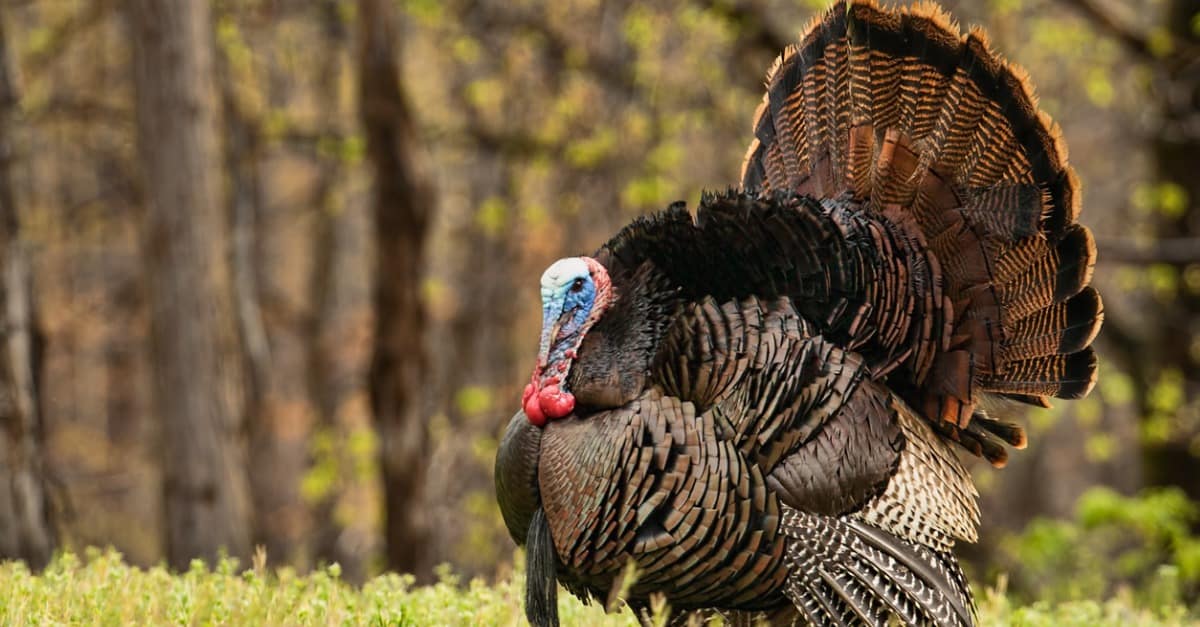 The 15 US states that are a turkey hunter's paradise