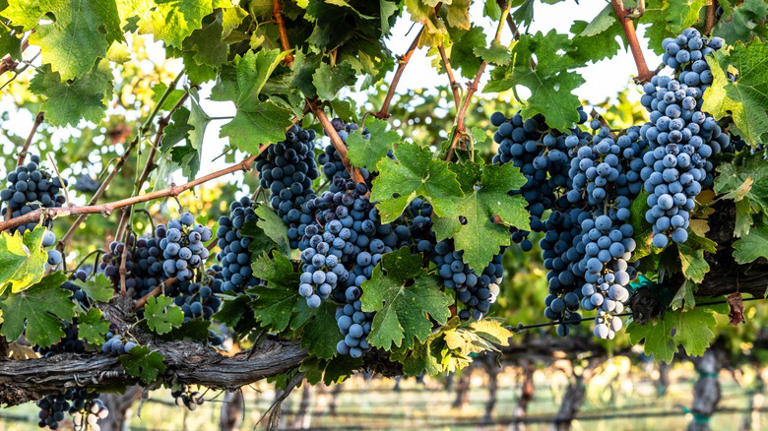 15 Plants You Can Propagate From Cuttings In The Winter