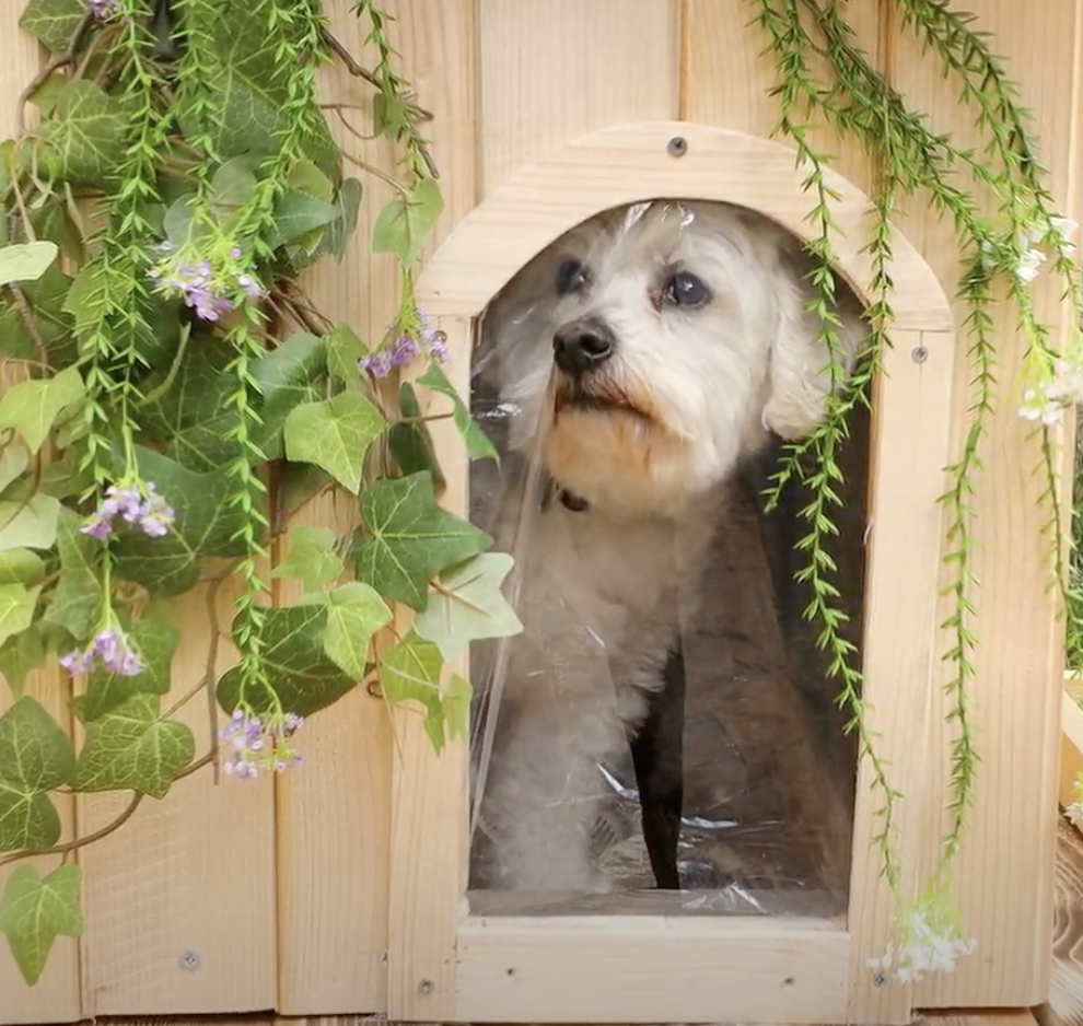 House for a dog made by the master!