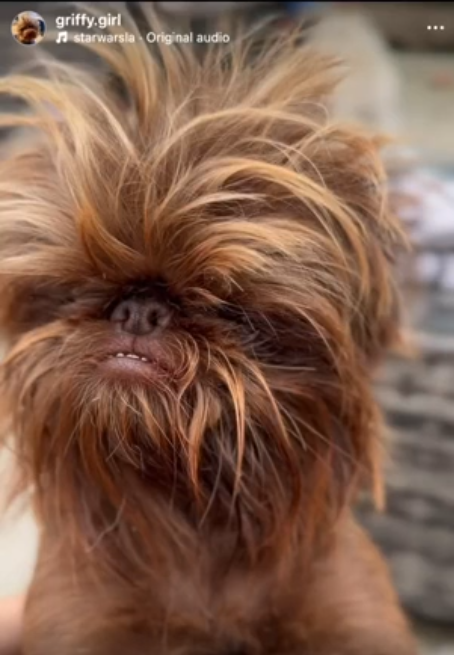 Proshka vs. Chewy? Why We Think Suki Is the True Wookiee