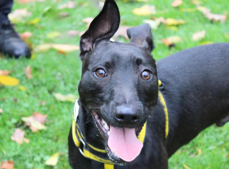 21 adorable dogs and puppies at Dogs Trust Merseyside looking for ...