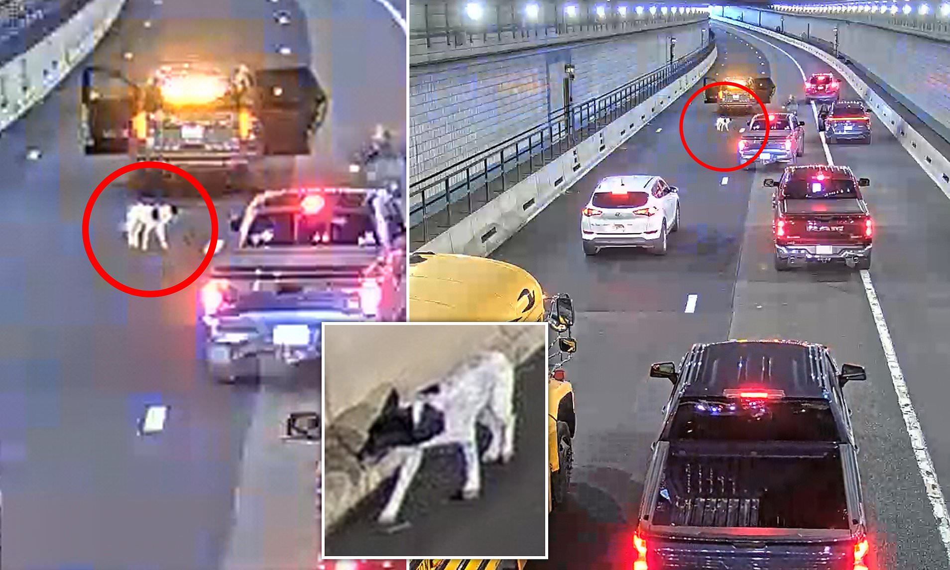 Runaway dog trots into Boston tunnel creating traffic nightmare before ...