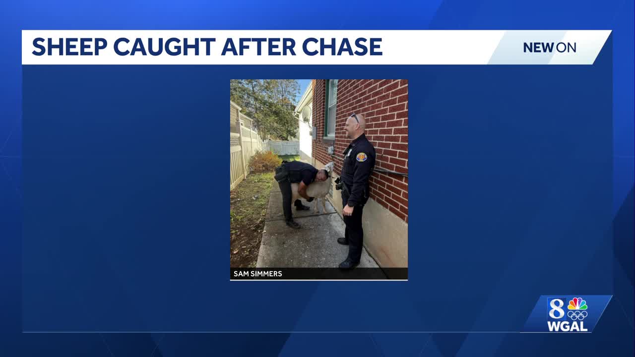 Police officers catch runaway sheep after a chase through Lebanon City