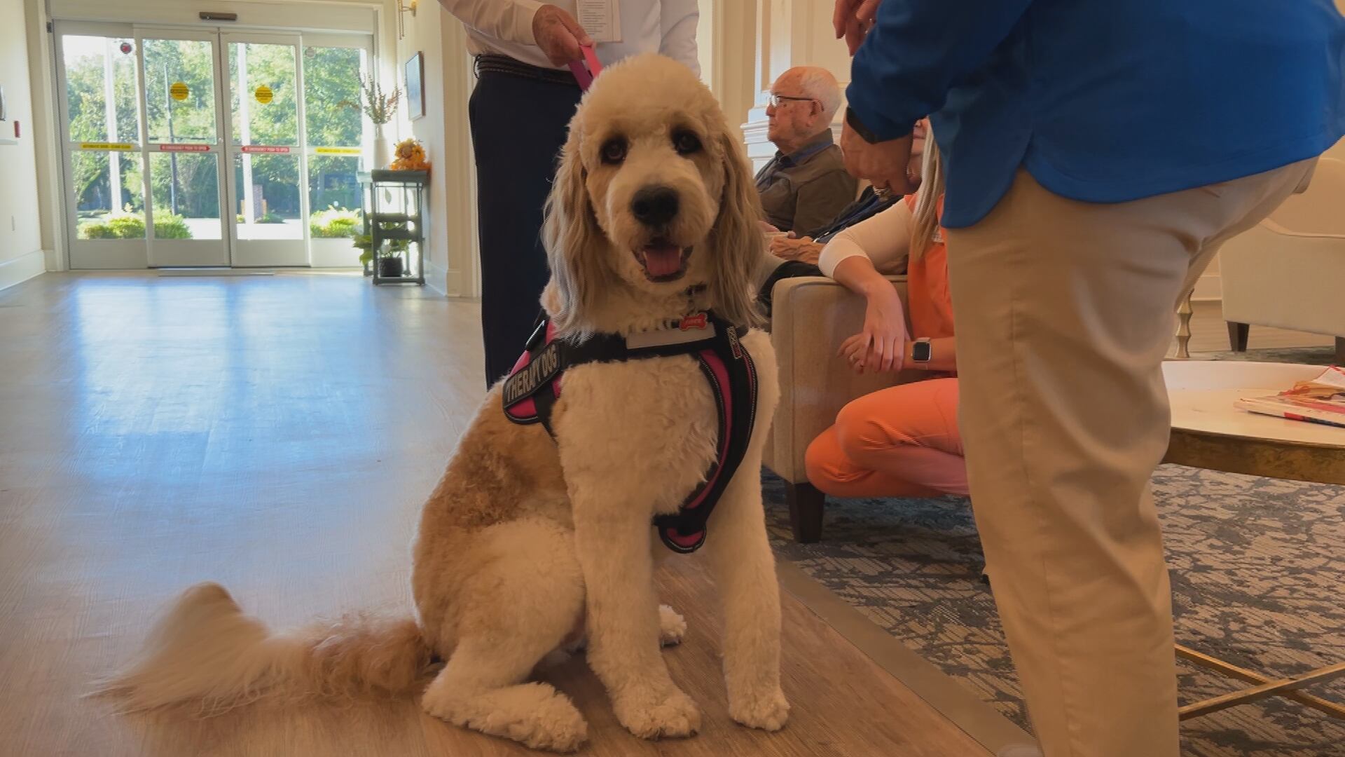 Piper, the St. Berdoodle therapy dog, brings smiles to the Coast one ...