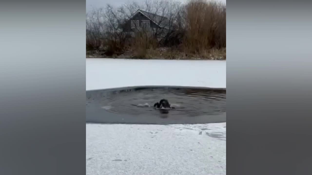 Hero crawls over thin ice on plastic sheet to save pup trapped in ...