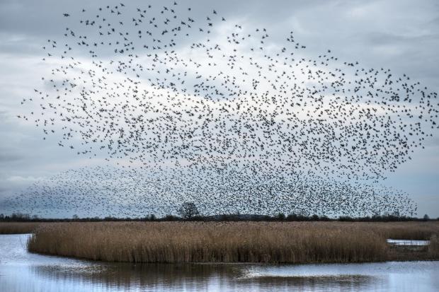 Rare birds to benefit from extension to Otmoor nature reserve