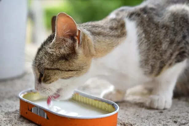 Is Milk Actually Bad for Cats? The Truth Every Pet Owner Should Know!