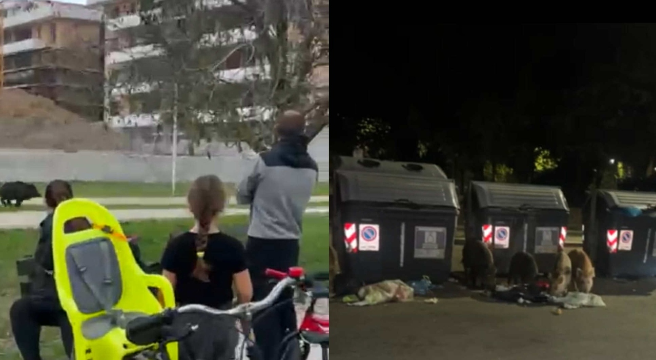 «Mamma togliti, c'è un cinghiale»: paura in un parco giochi a Roma. L ...