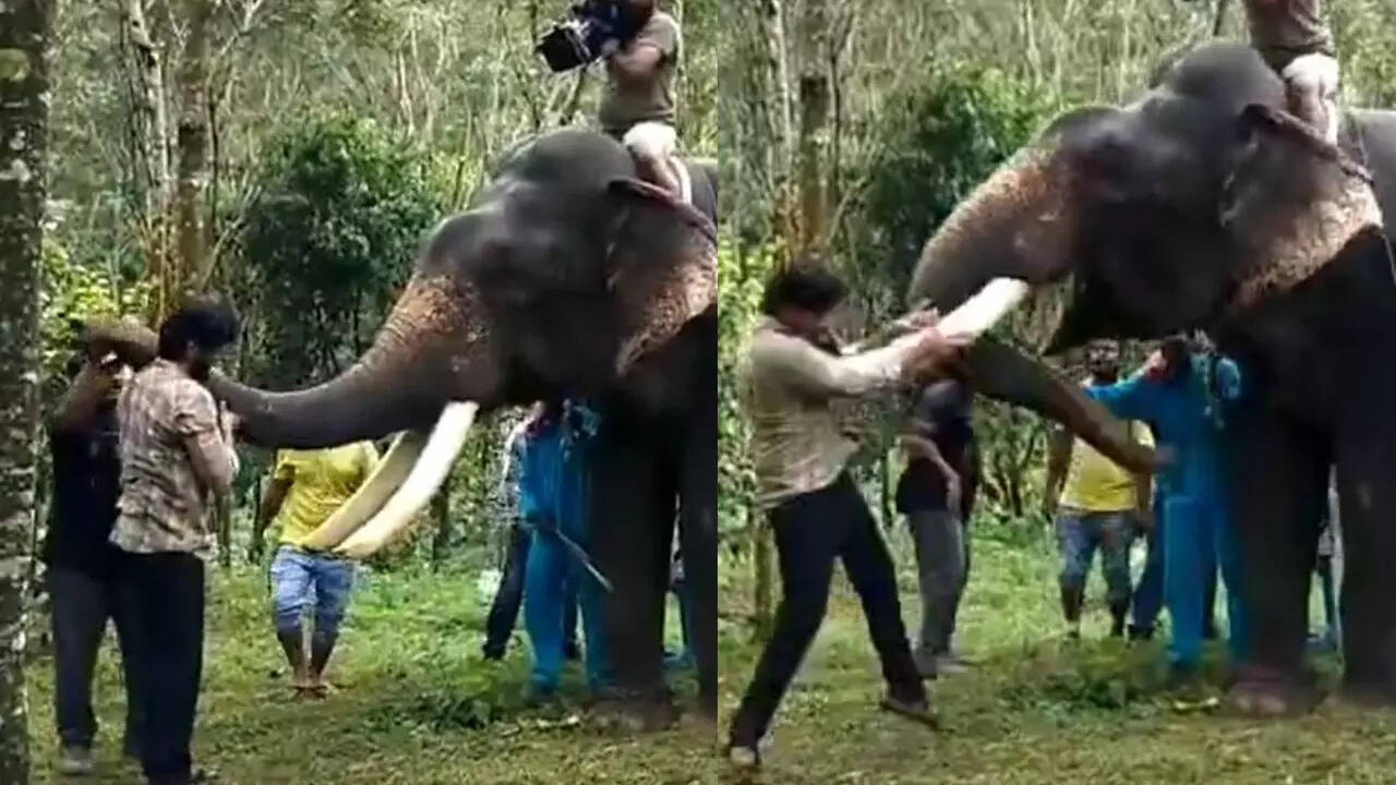 'Kumki 2' BTS video: Actor Mathi’s daring encounter with elephant ...