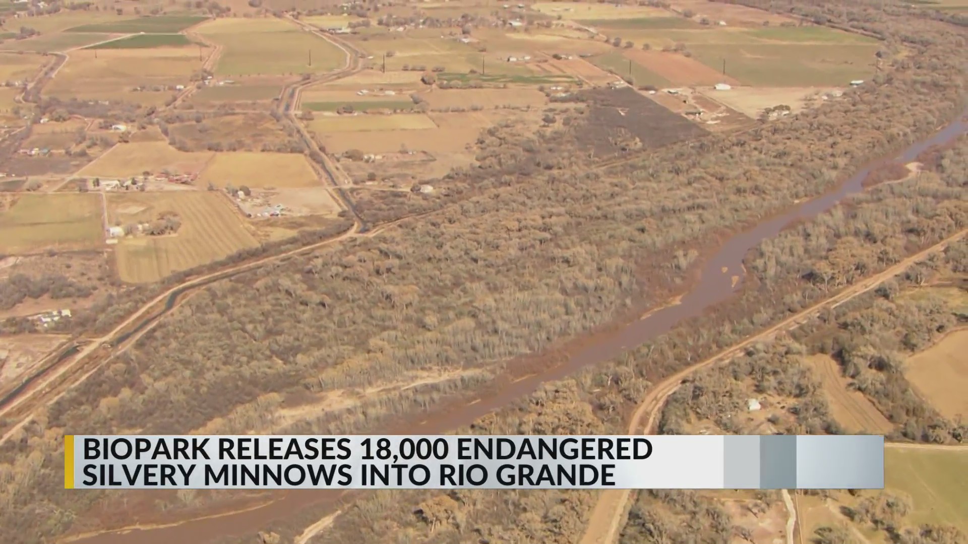 ABQ BioPark released 18,000 silvery minnows into Rio Grande