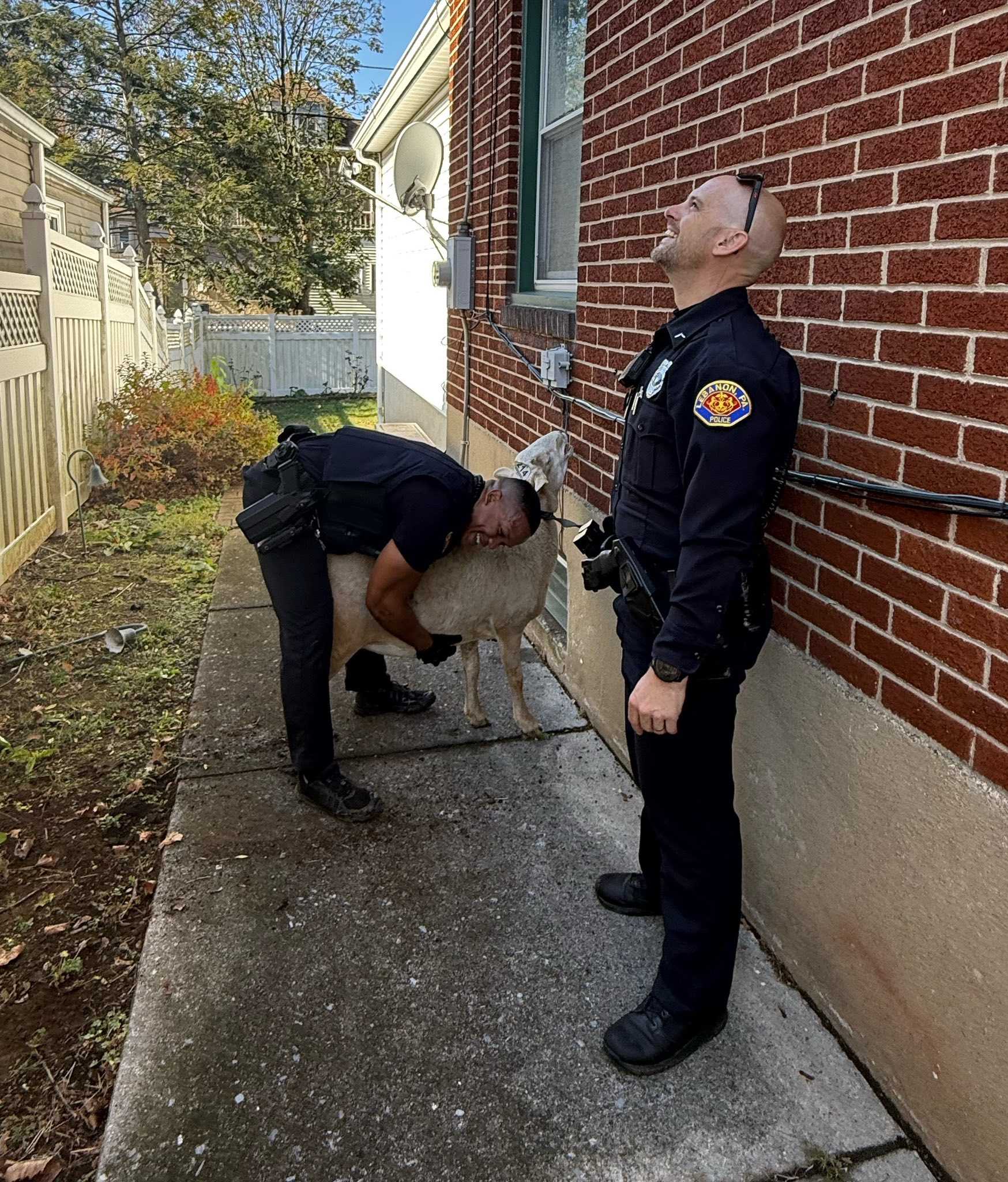 Police officers catch runaway sheep after a chase through Lebanon City