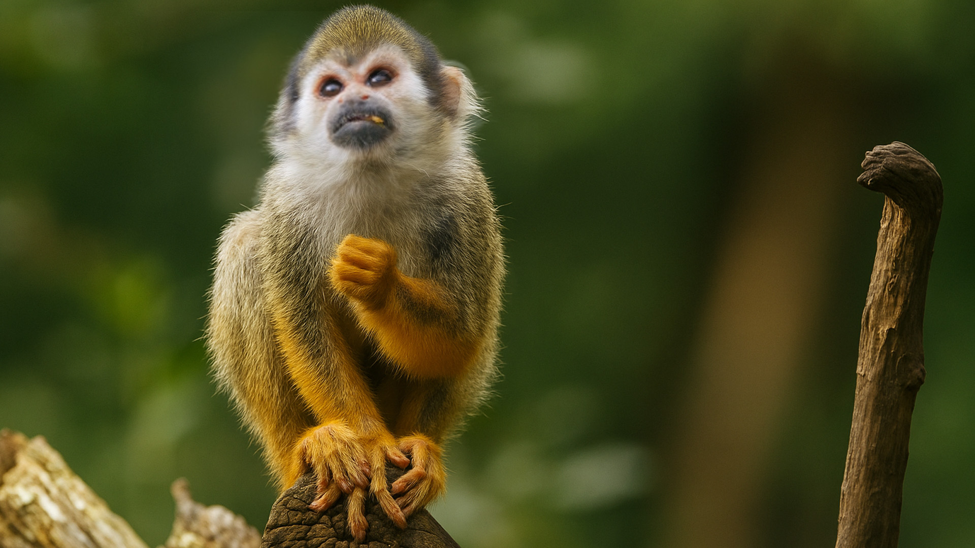 Calm and Ready: A Look into the Lives of Primates