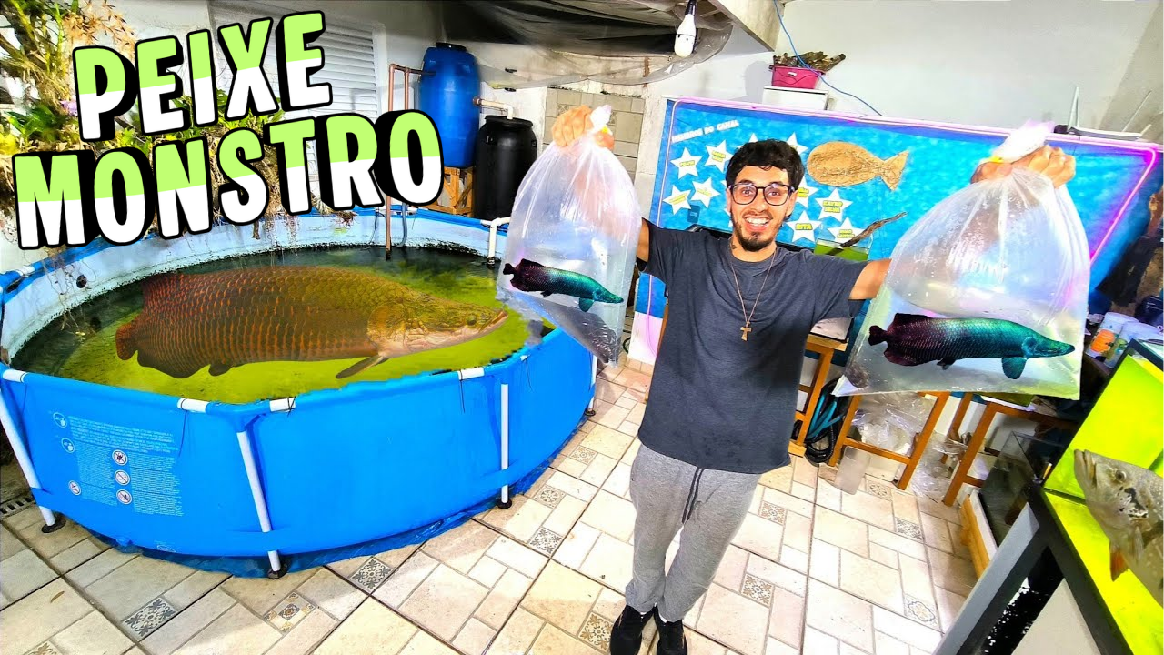 Peixe Monstro Pirarucu Solto no Lago