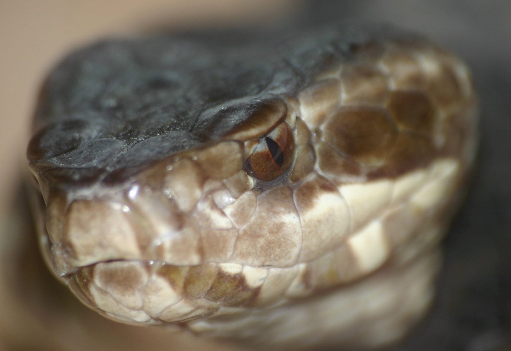 One of America’s 7 most snake-filled parks is in Alabama. Here’s where