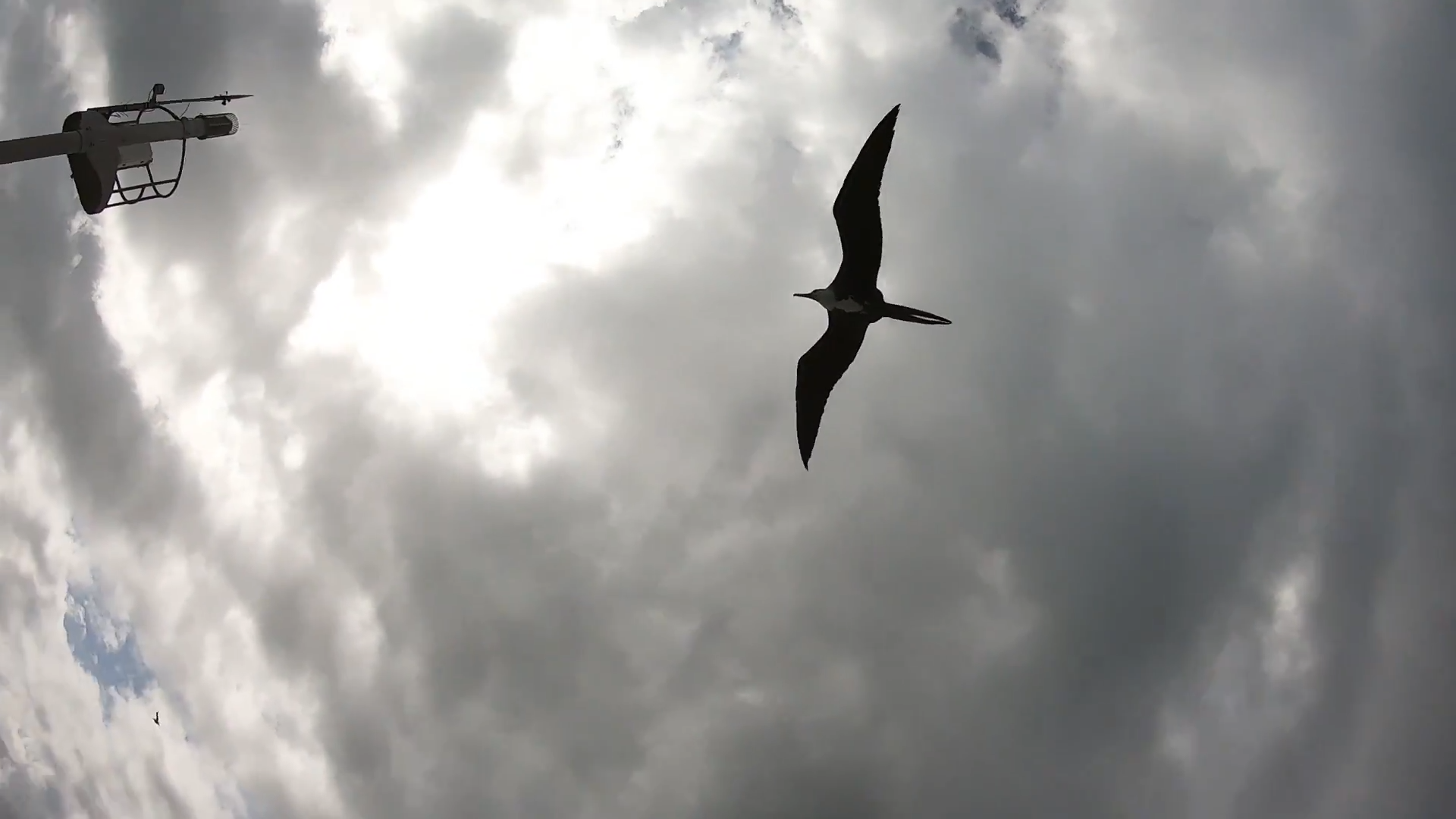 Giant birds that sleep while flying over the boat