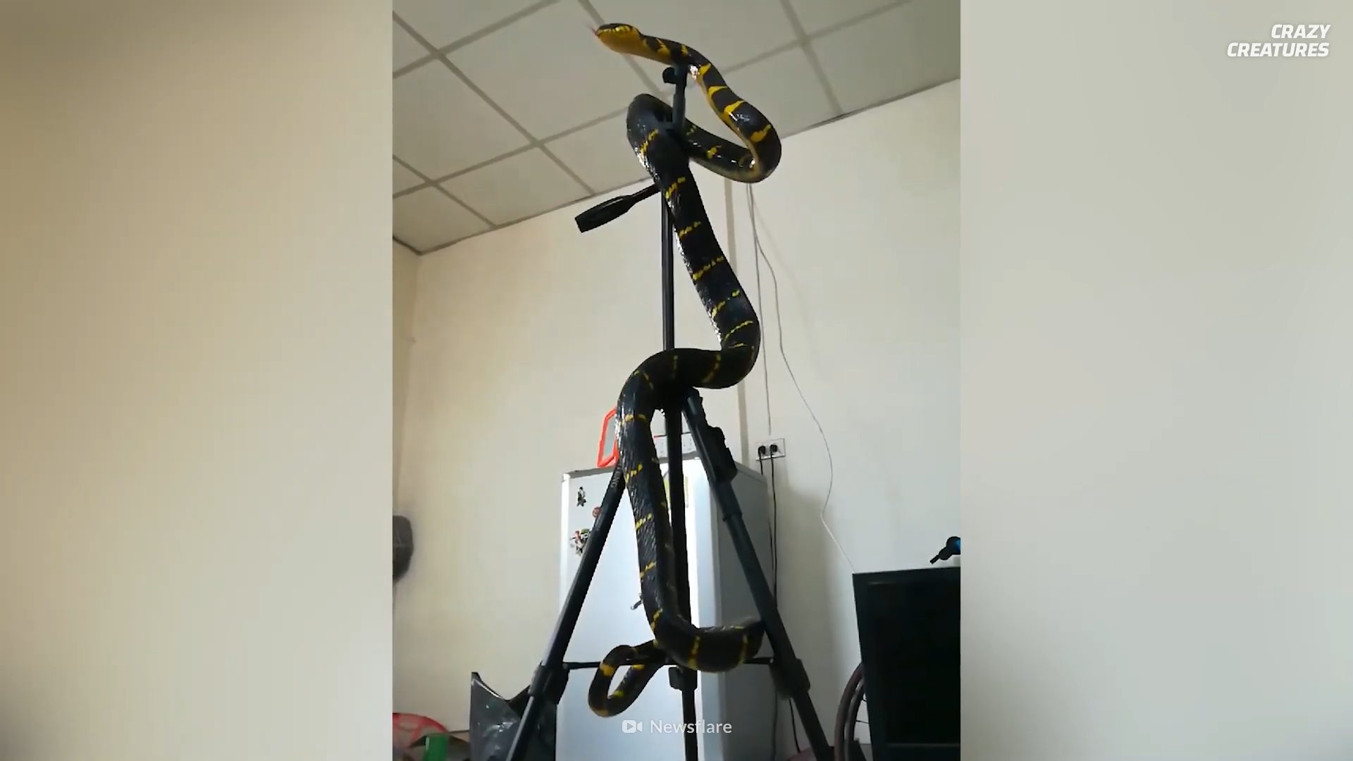 Why Watching Snakes Climb Trees Is Weirdly Mesmerizing