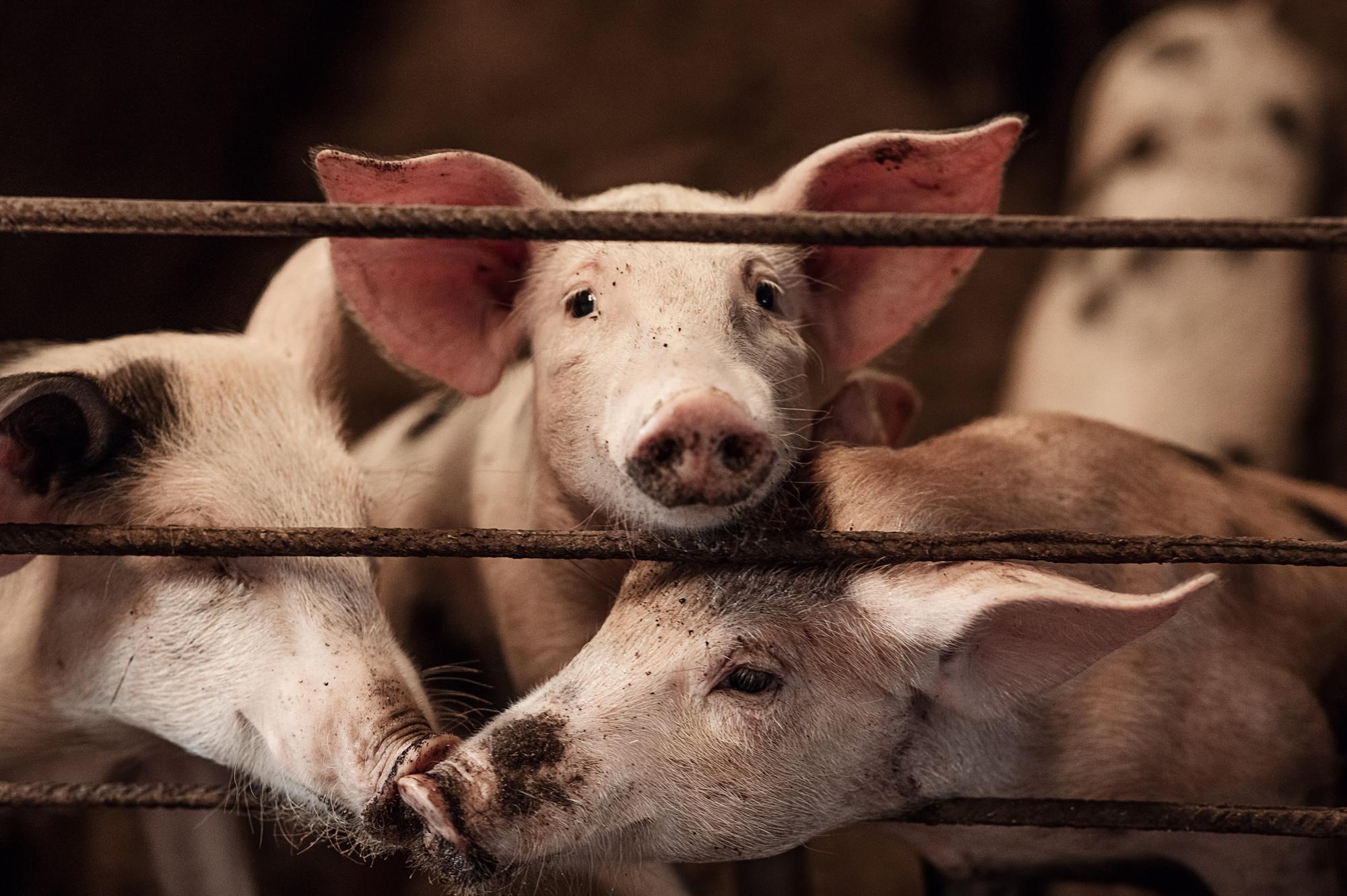 Plans to modernise pig breeding farm among applications submitted to ...