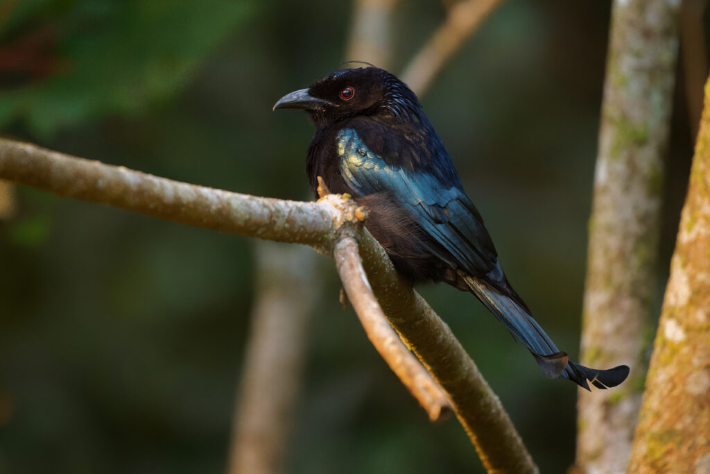 The World’s 15 Sneakiest Animals Aren’t What You’d Expect