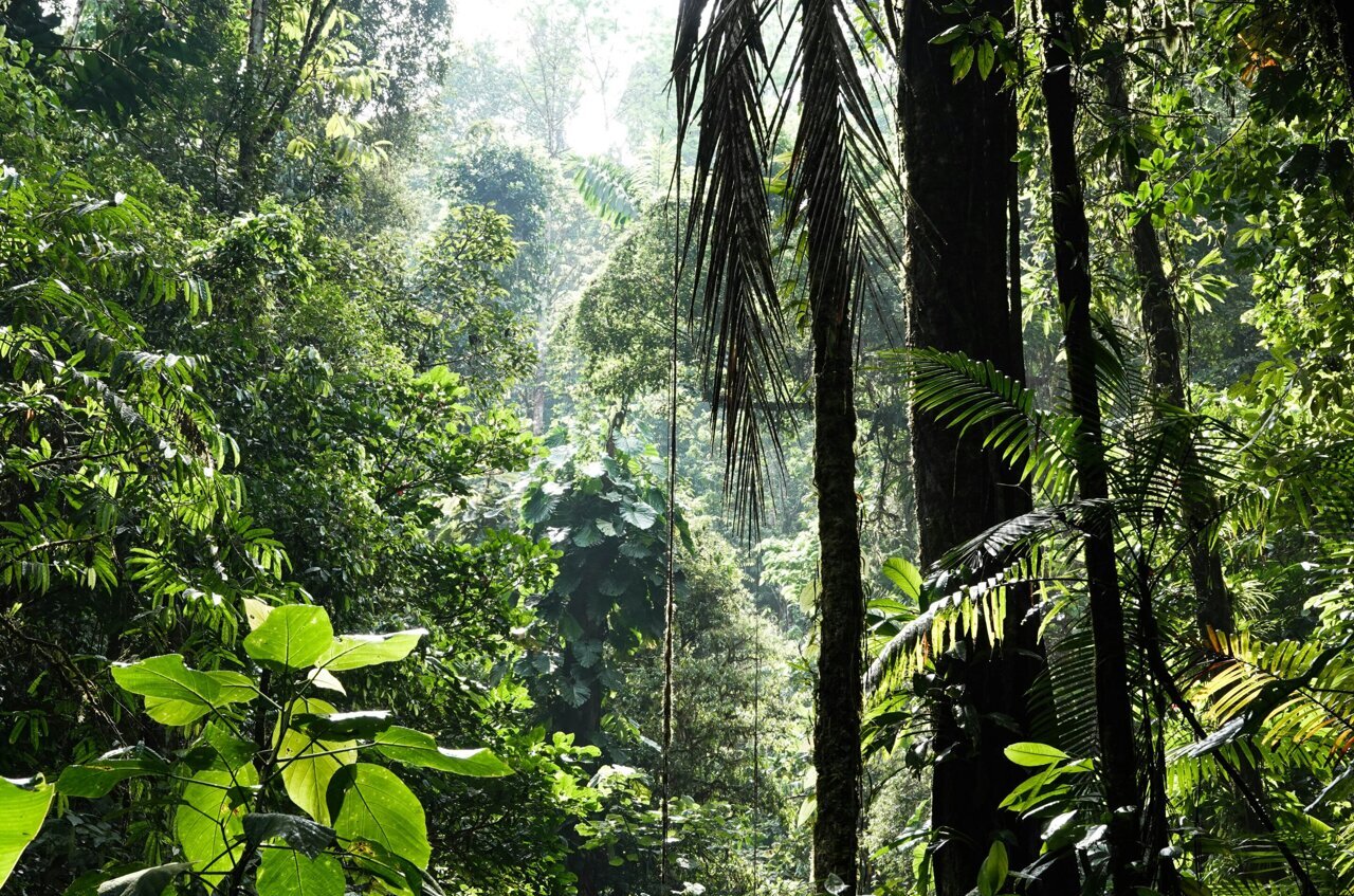 COP30: Global nature goals at risk as conservation projects quietly fail