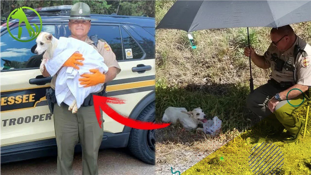 State Trooper Saves Dog from Scorching Heat and Gives Her a Forever Home