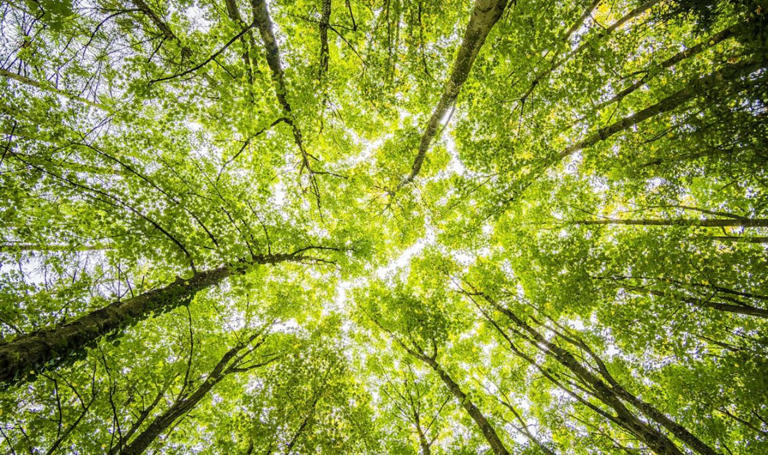 There Are More Trees On Earth Than Stars In The Entire Milky Way. Check ...