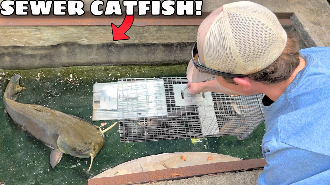 This Giant Catfish Was Living in a Walmart Sewer—Until Now