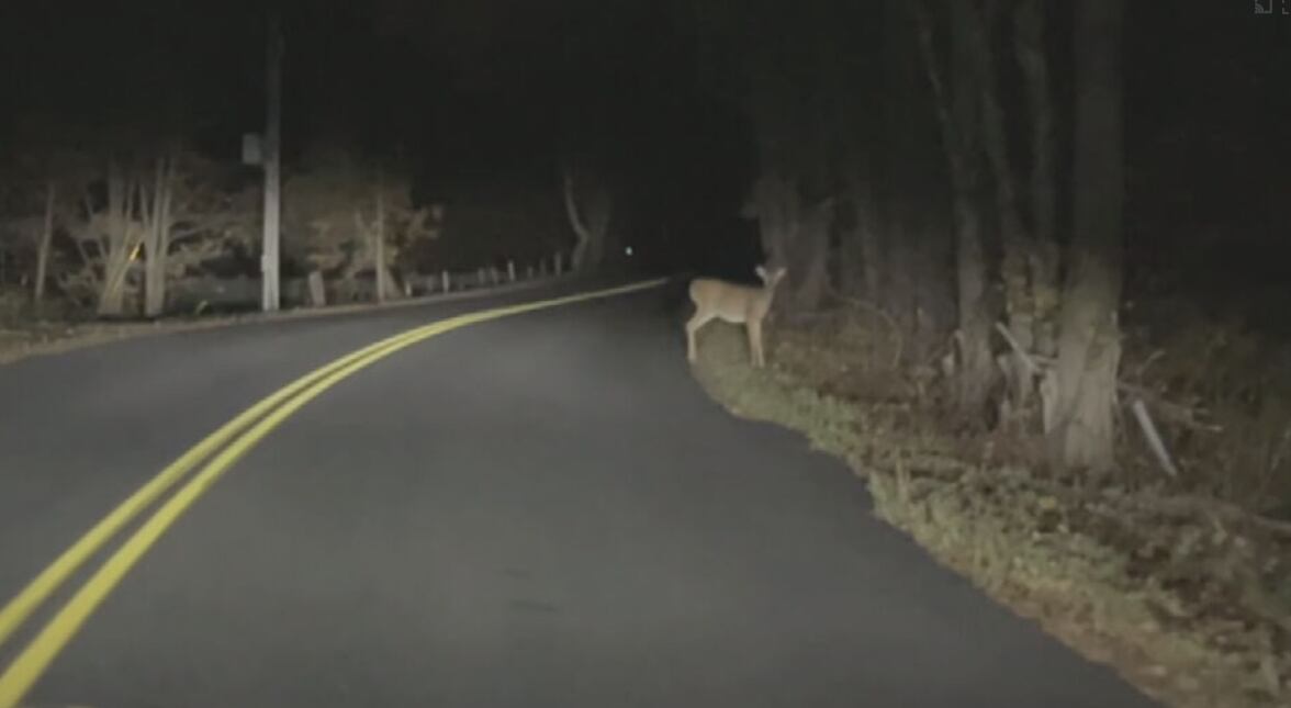 Deer Danger: Car crashes up as state’s deer population flourishes