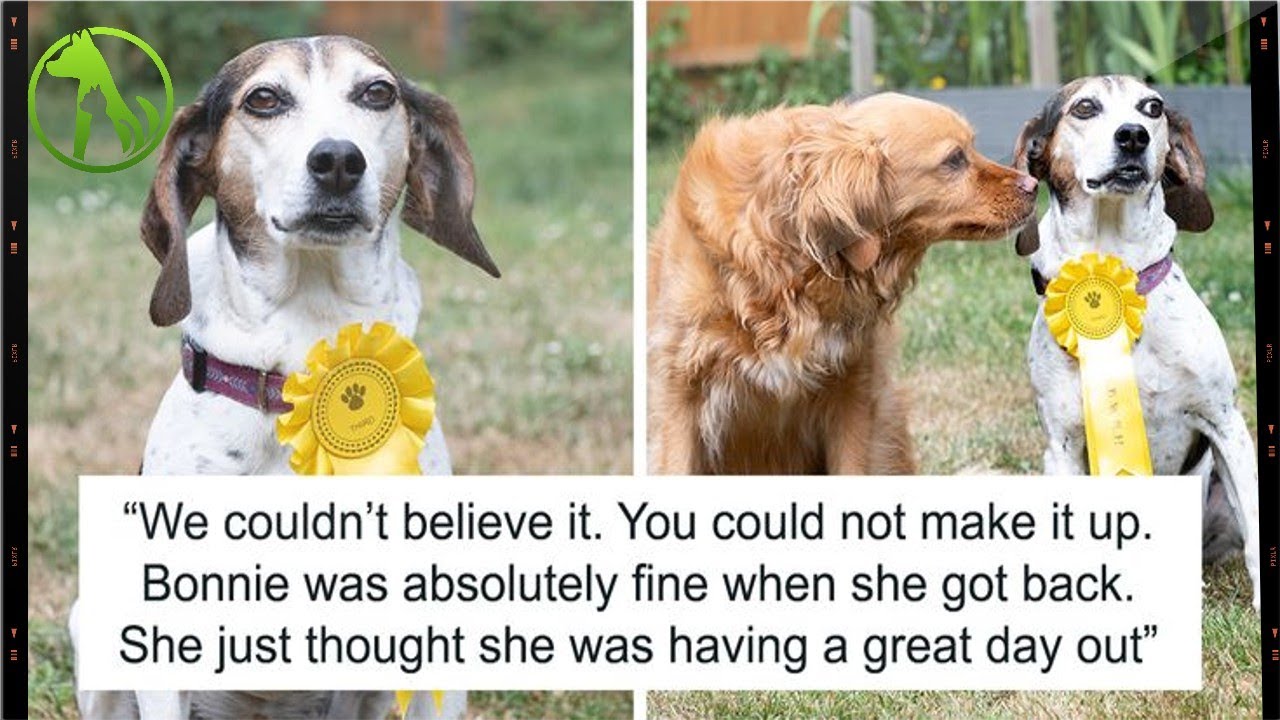 Puppy Runs Away and Returns Same Day With a 3rd Place Dog Show Ribbon