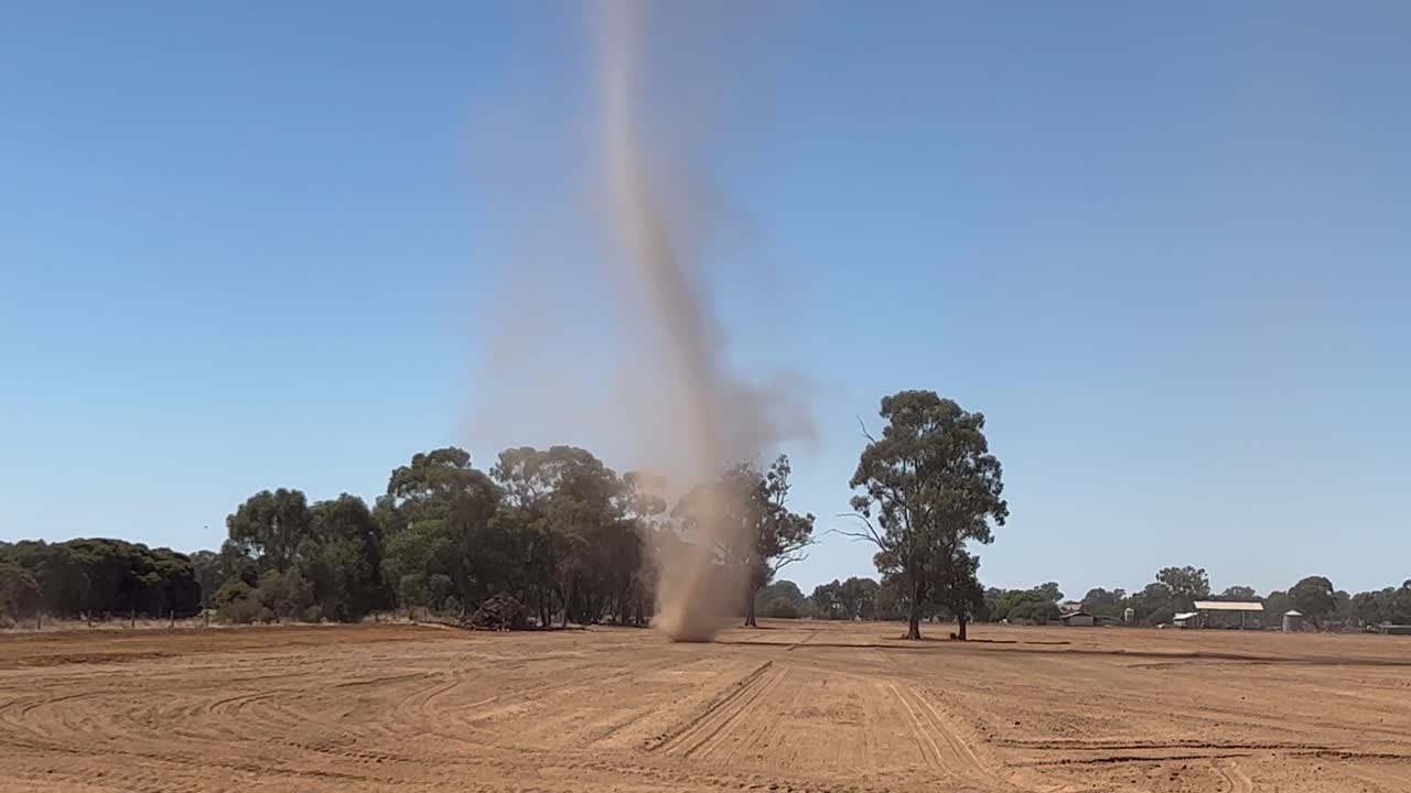 A Large Domesticated Dustnado Grazing In The Paddock