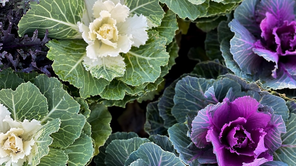 7 Interesting Facts About Cabbage Many Don’t Know
