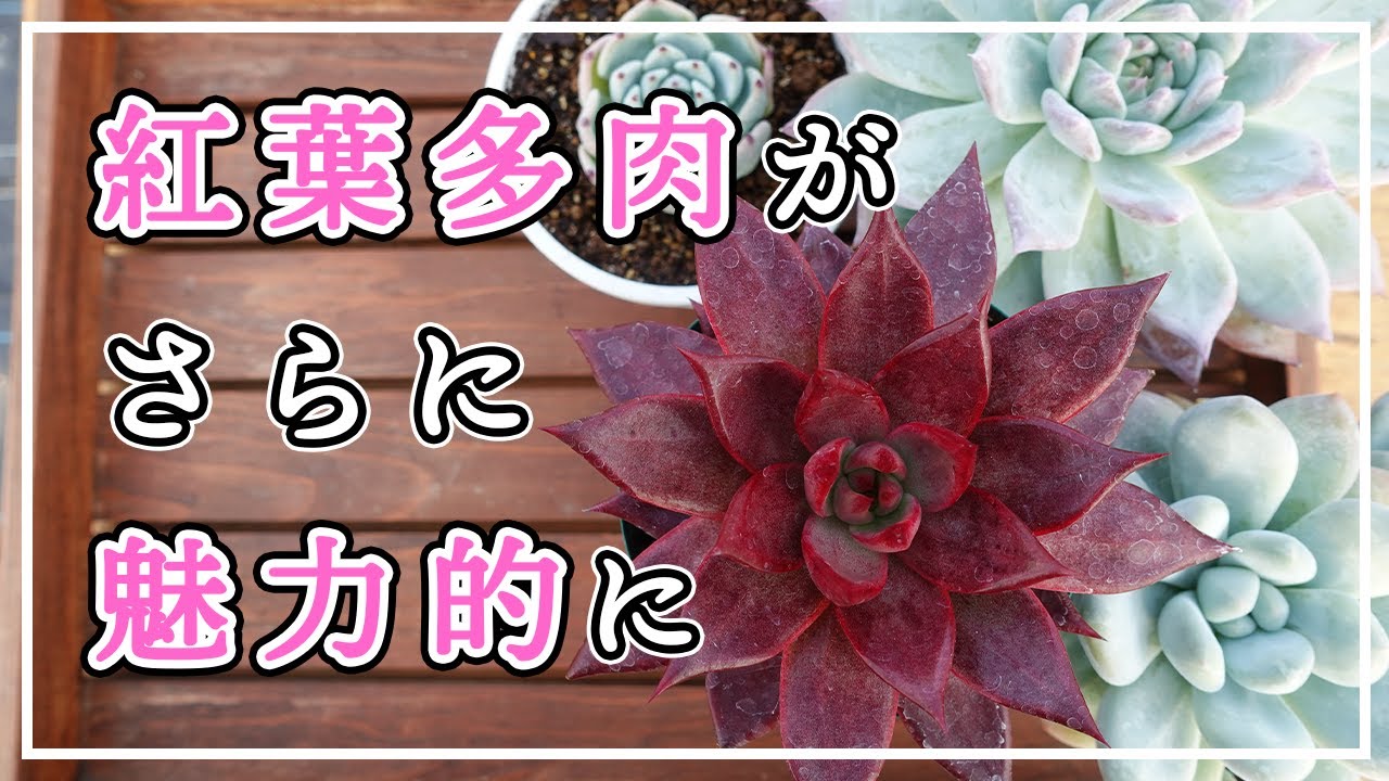 赤く染まるロメオルビンをさらに魅力的に育てる方法