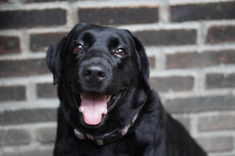 120+ Fun & Adorable Names for Black Labradors