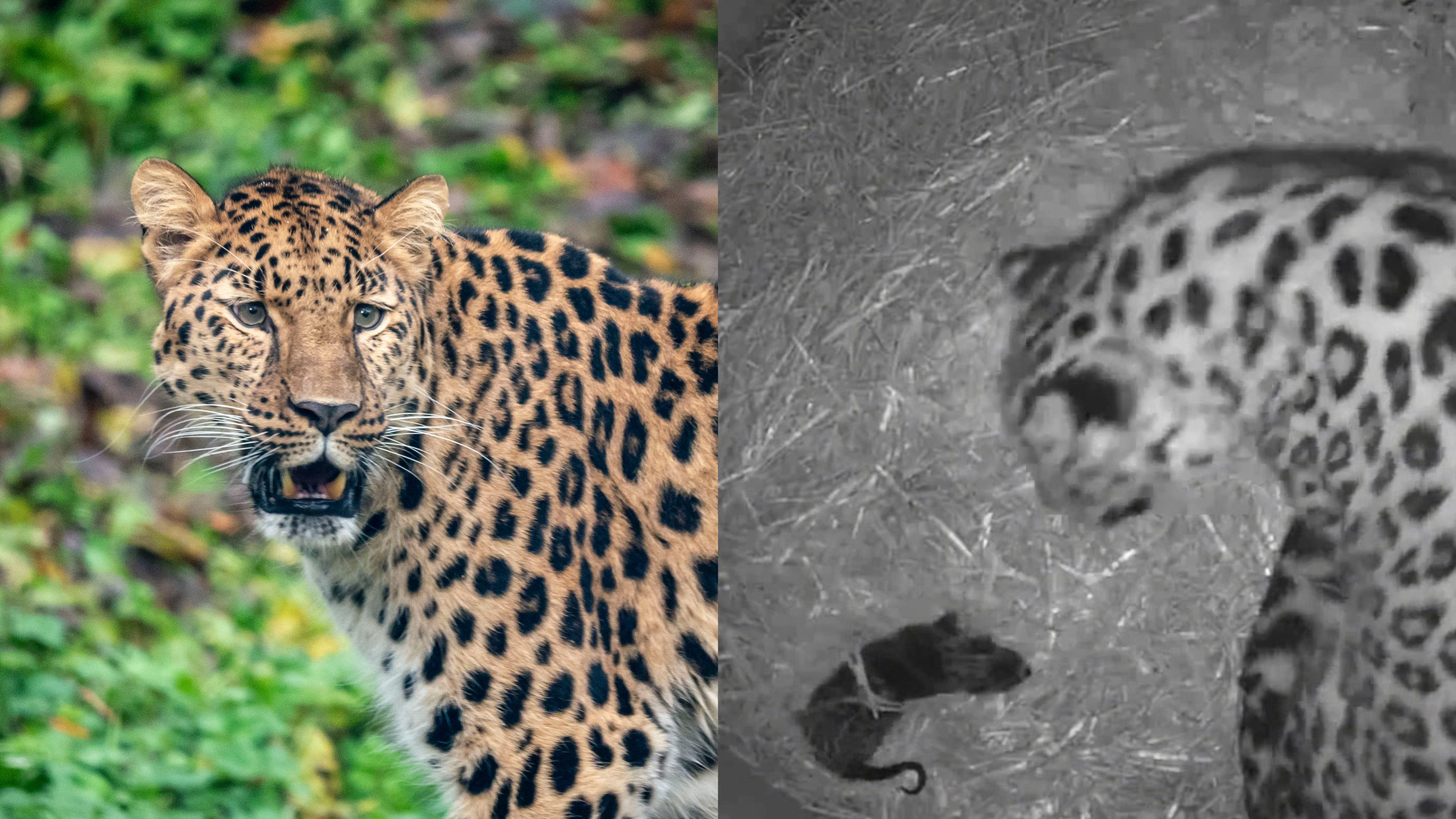 CCTV footage shows moment rare leopard cub was born in zoo