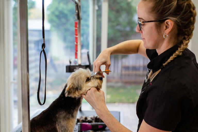Mansfield & Ashfield's pawsitively amazing dog groomers you need to ...