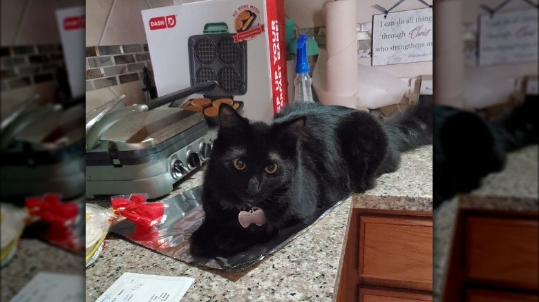 Funny photos that are peak cat