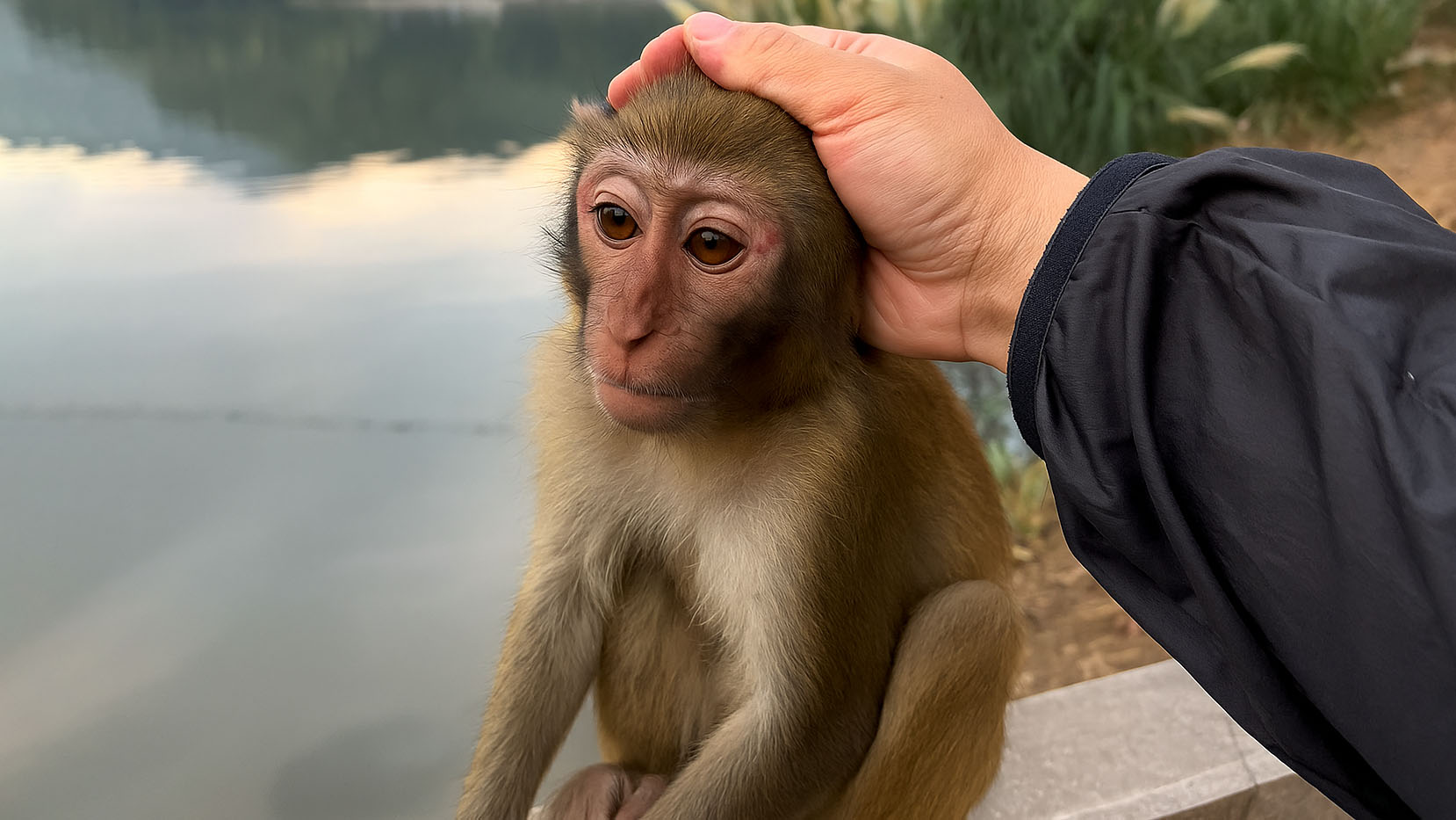 Waarom is deze aap zo stil?