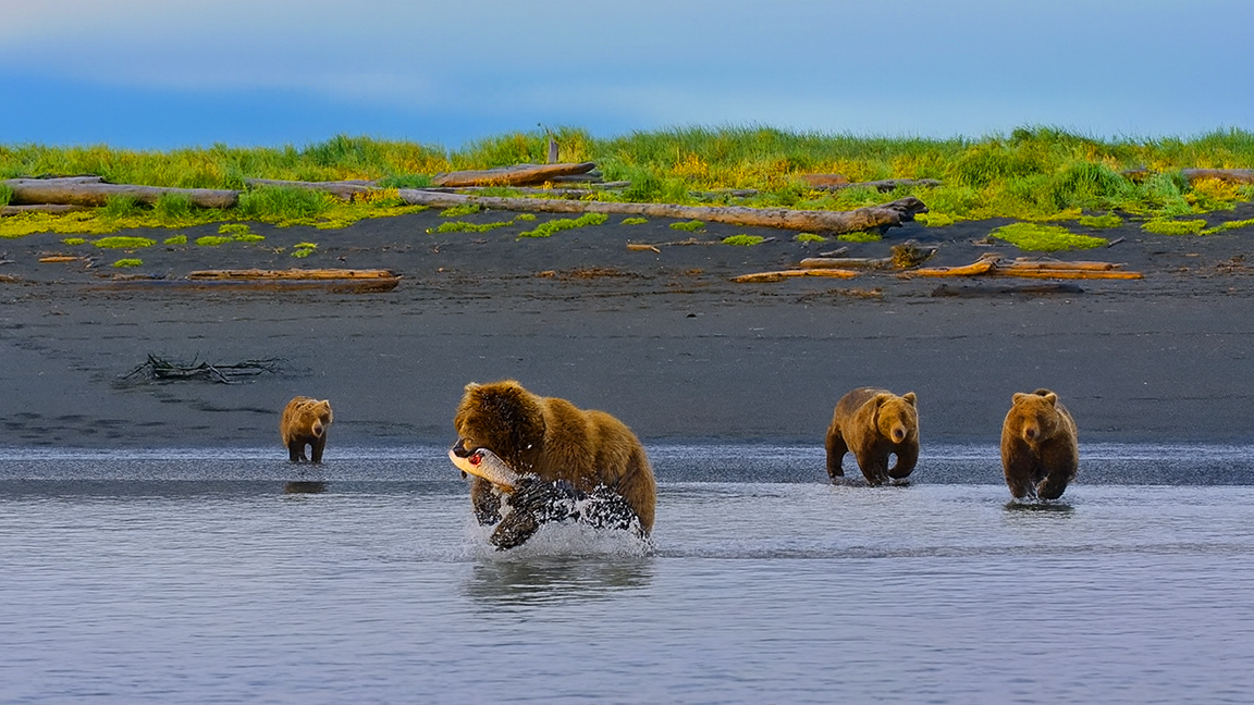 Wildes Alaska – Das Leben im Katmai-Nationalpark