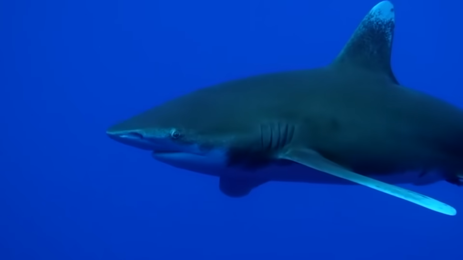 Great whites, tigers, and ghosts - where did all the Med sharks go